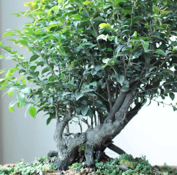 5 Kinds of Trees That Can Replace "Perfume Bottles" - Thousand Peak ...